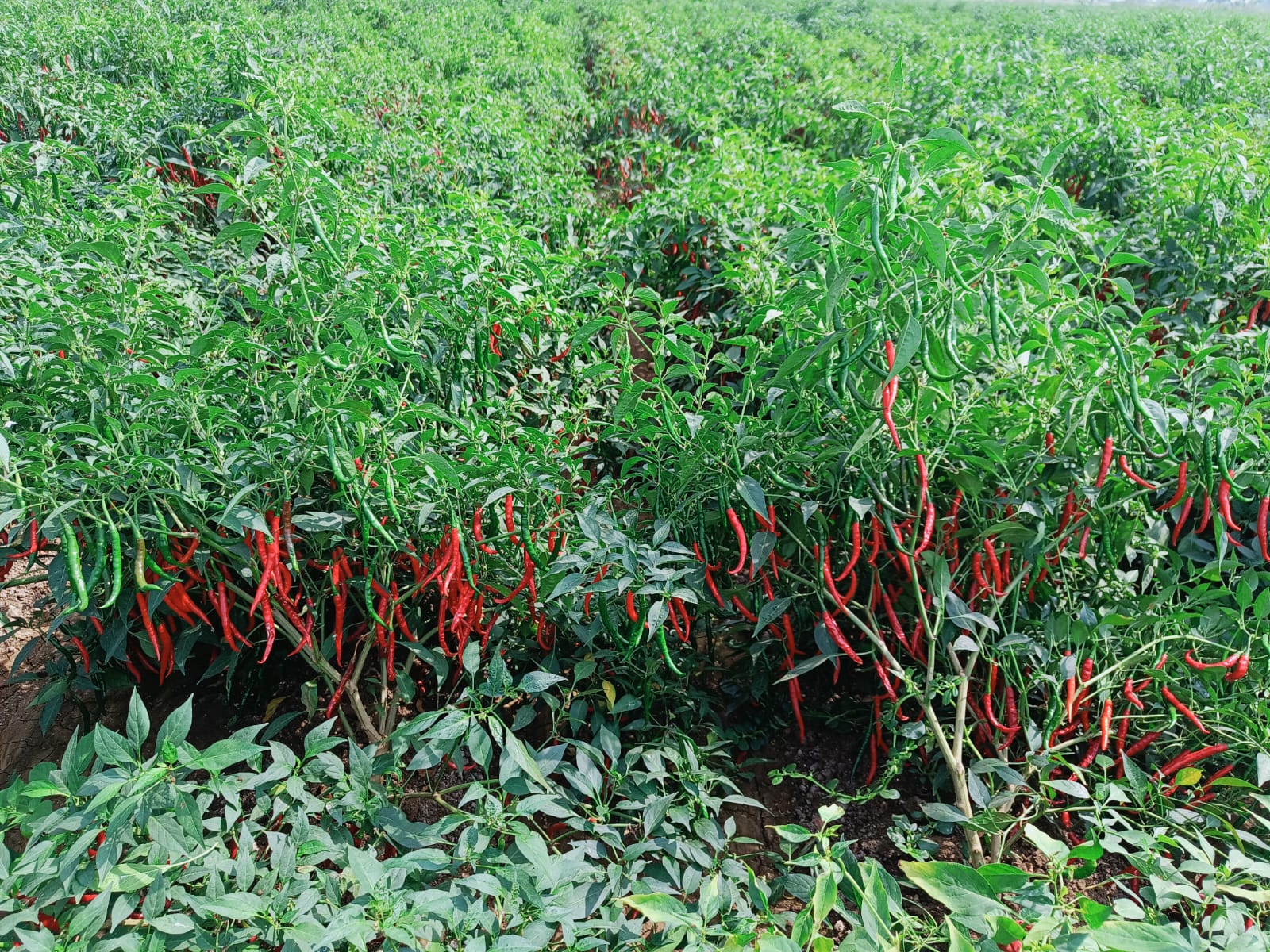 Karoda Seeds